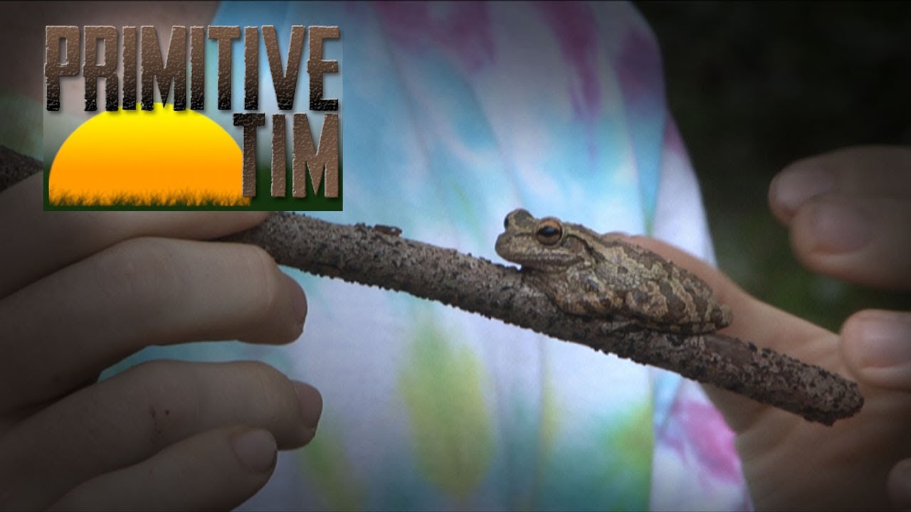 Cuban Tree Frogs | Primitive Tim - YouTube