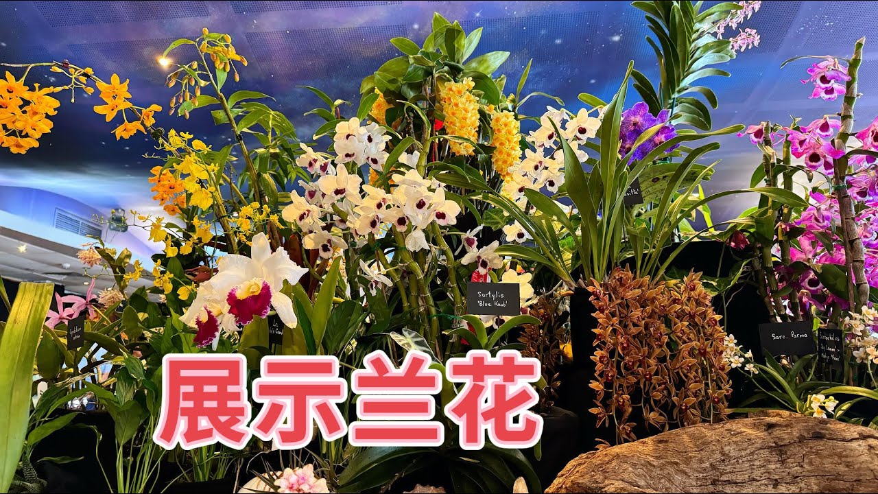 【23167】养兰高手的兰花，大量兰花展示中，Orchid Central Show 兰花展 【静姐说花】 - YouTube
