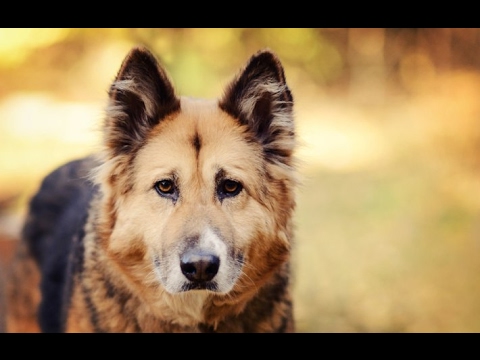 Köpek sesi