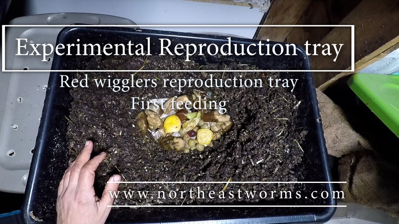 Red Wigglers Experimental Reproduction tray first feeding - A boom of ...