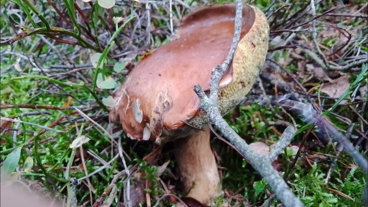 Nic tylko zbierać grzyby podgrzybki - YouTube