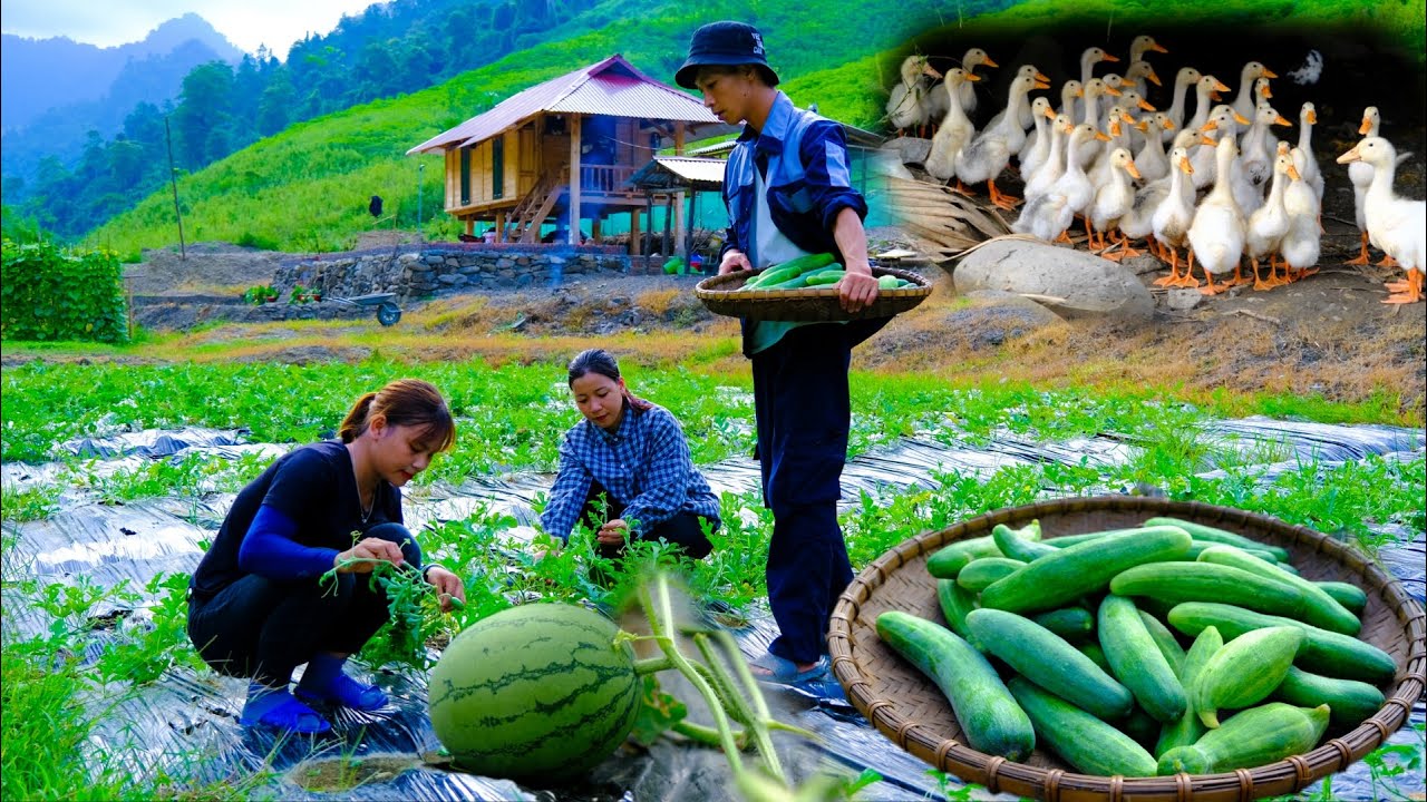 Full video building life | Develop large farms, raise livestock, grow ...