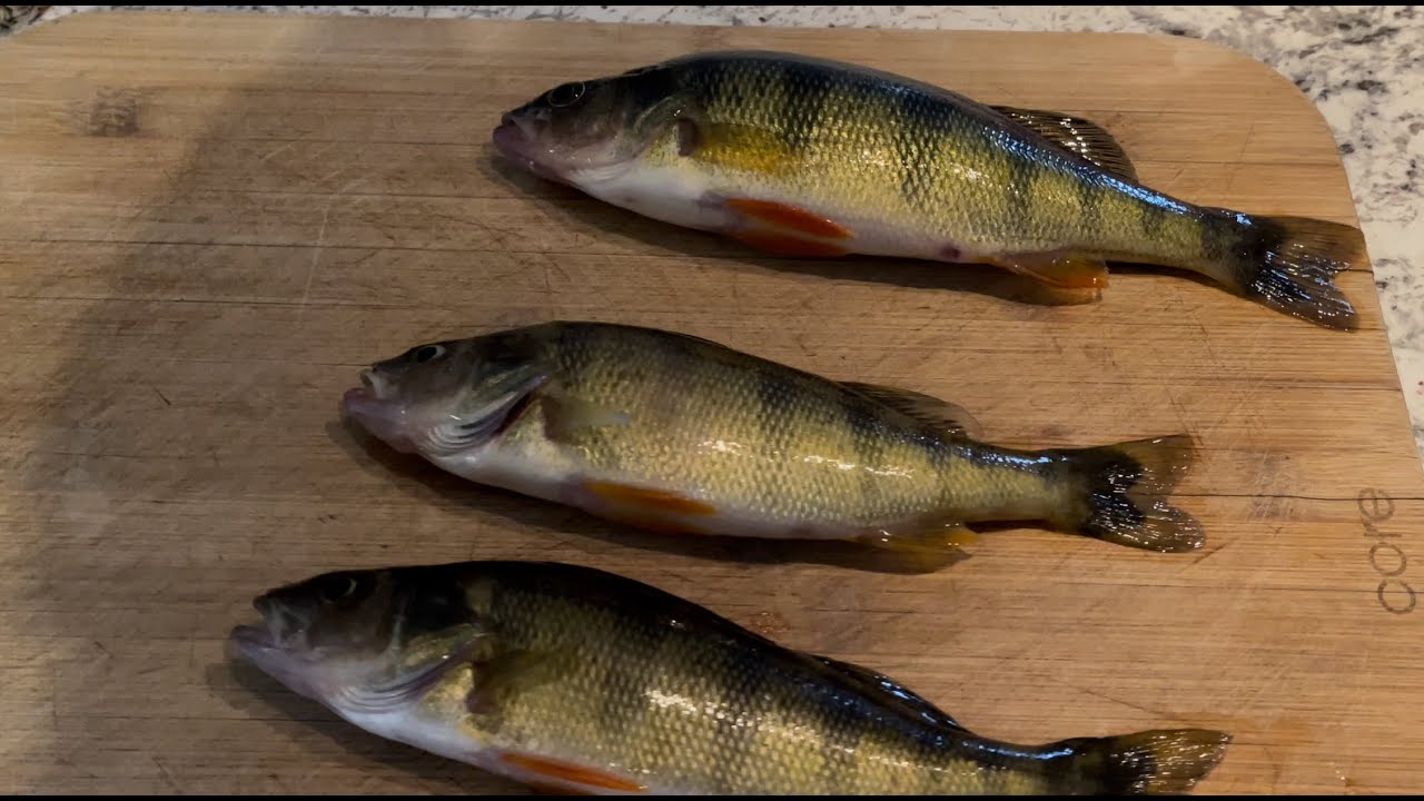 PERCH CATCH CLEAN & COOK (WOW!!!!!) - YouTube