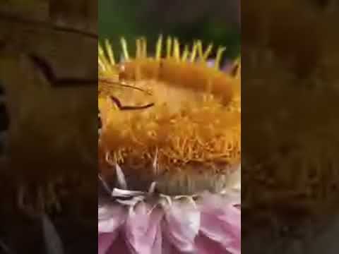 Çağır Ya Üstâzım – Bir El Tuttum Yoluna Durdum | Kalplere İşleyen İlahi