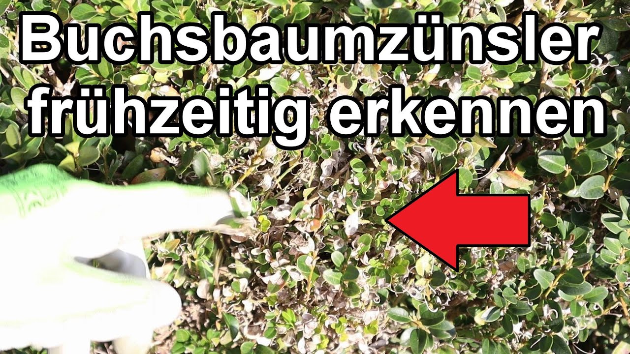 Buchsbaumzünsler frühzeitig erkennen und vorbeugen! - YouTube