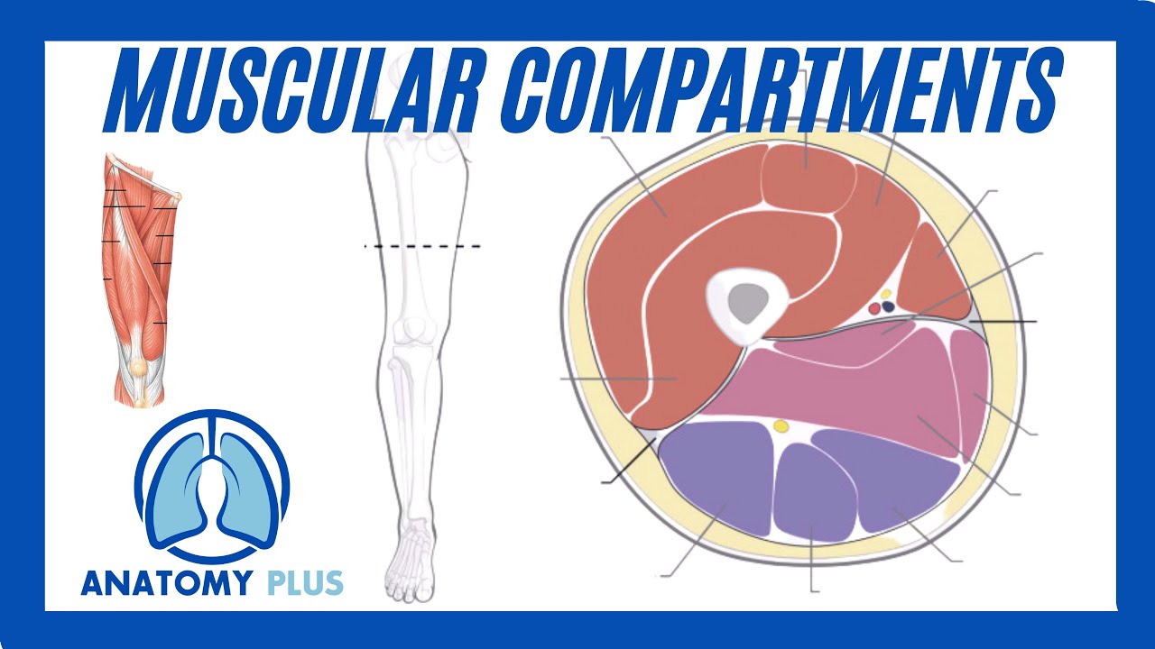 Muscular Compartments Thigh - YouTube