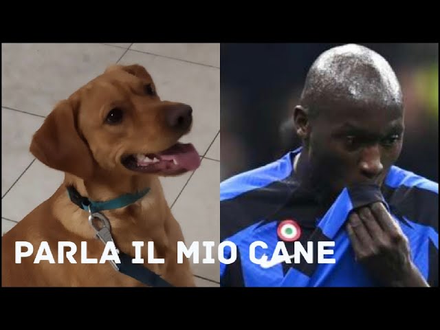 Memes Del Cane * Per Cuscino In Peluche Corto Con Meme Divertente Di