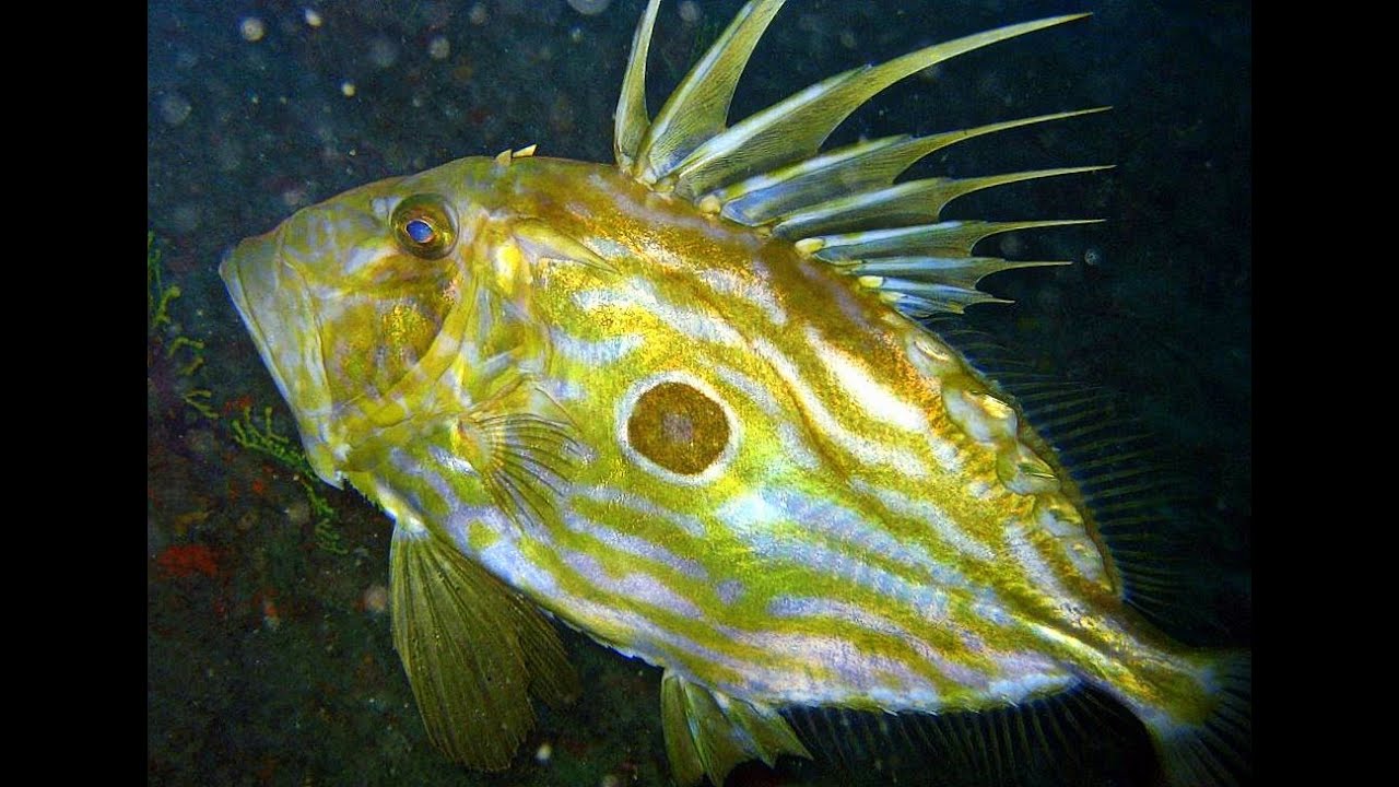 Mediterranean fishes-Ψαρια της Μεσογειου - YouTube