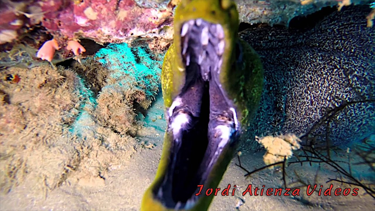 Pipe Dive - Clip 1 - Nuweiba (Egypt) - YouTube