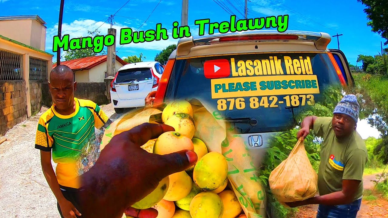 Mango Time People Travel 3 Places today to Get Some - YouTube