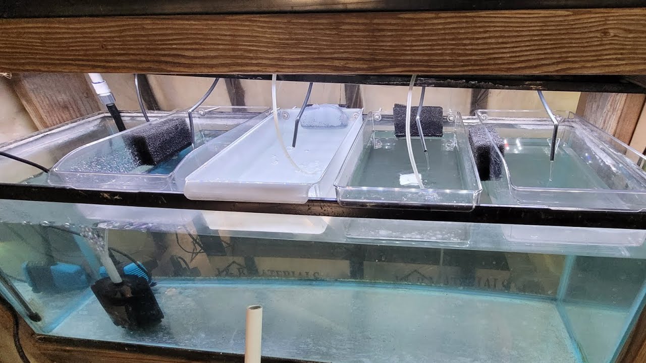 how to artificially raise discus fry part 2 - YouTube