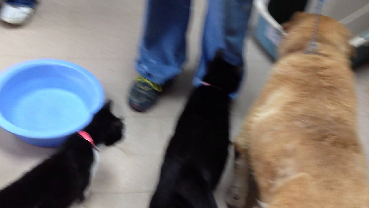 zeb cat room - YouTube