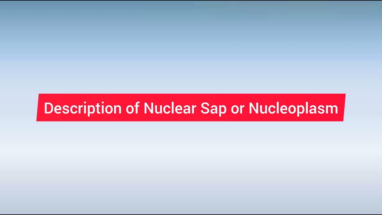 7. Description of Nuclear Sap or Nucleoplasm || Physiology - YouTube