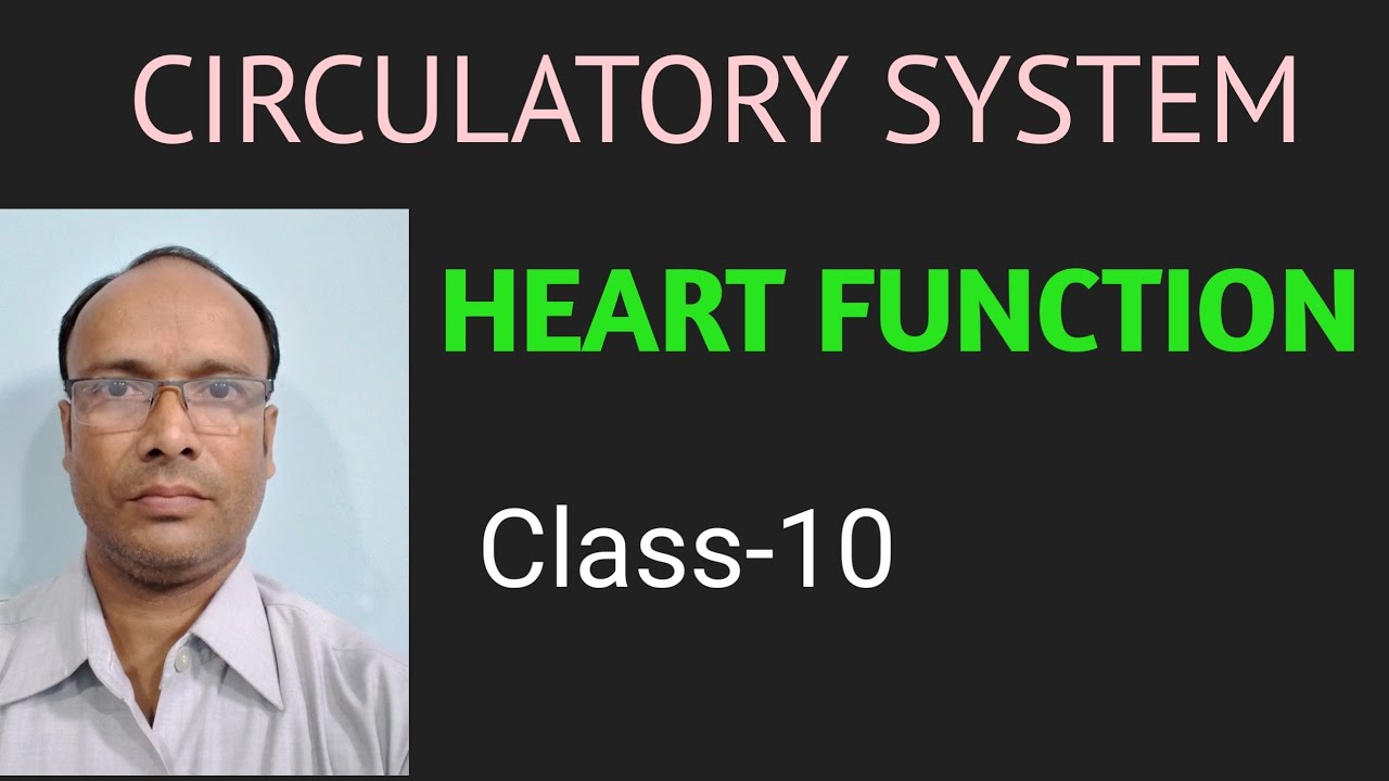 Human circulatory system || Heart function||class 10th &7th - YouTube