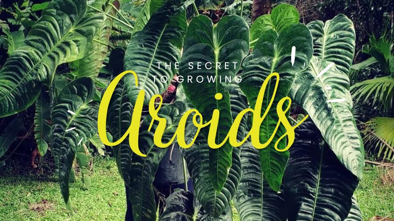 The SECRET to growing Aroids. 🤫 - YouTube