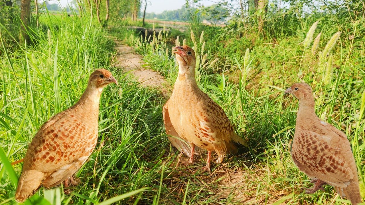 Desi Teetar Ki Awaaz | Grey Francolin | Teetar Sound | Teetar Voice ...