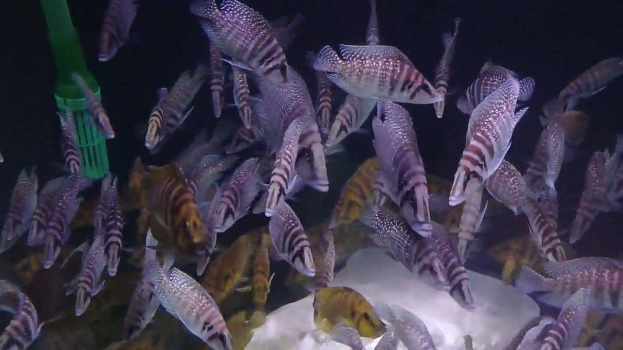 Altolamprologus calvus "Chaitika White" - Altolamprologus compressiceps ...