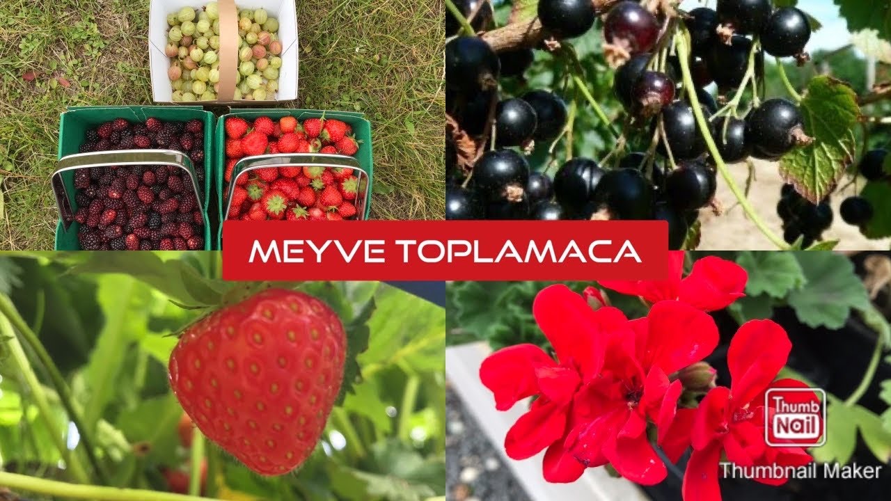 HAYDİ MEYVE TOPLAMAYA!! 🍓🍇 - YouTube