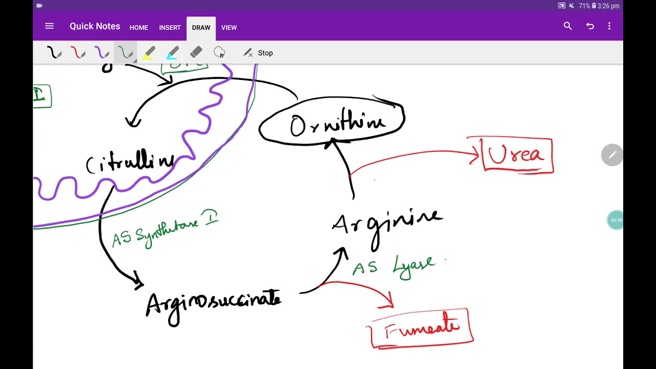 Urea Cycle And Defects With Mnemonics Epomedicine