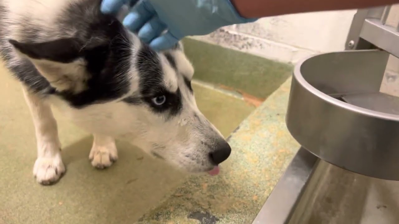 Parvo positive A517879 - YouTube