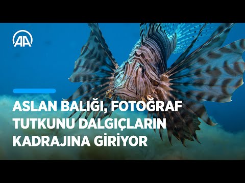Aslan balığı, Ege'de fotoğraf tutkunu dalgıçların kadrajına giriyor