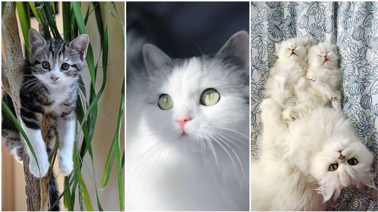 kittens Meowing to attract _ meowing cat video - YouTube