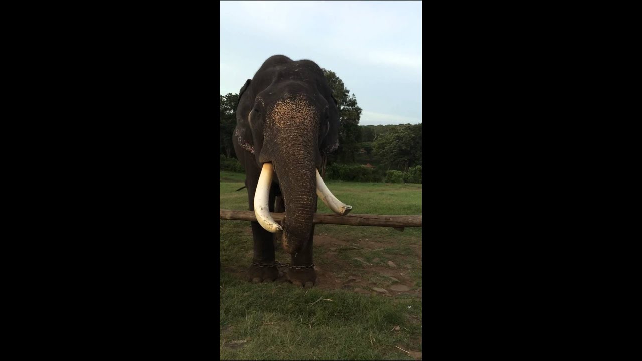 Mudumalai forest reserve .. Kumki elephant feeding - YouTube