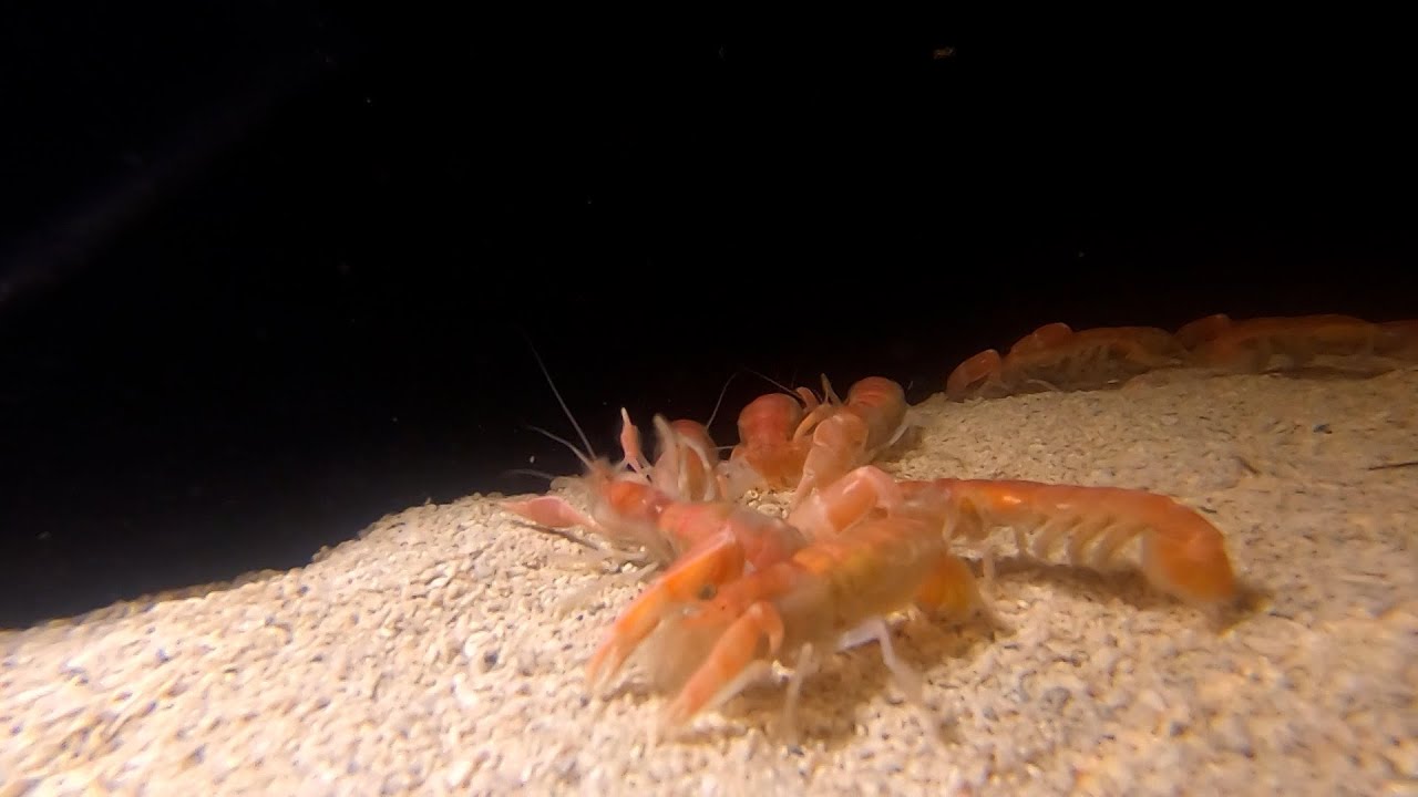 Sand Shrimp Project Update - YouTube