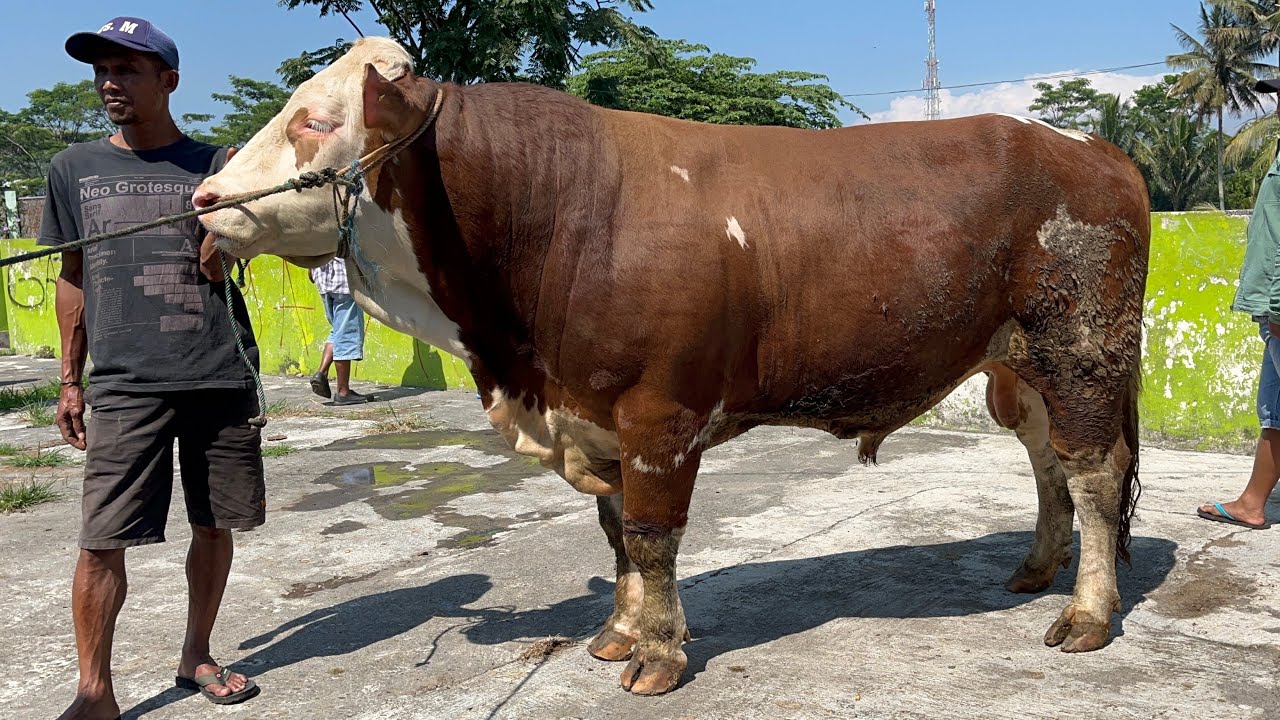 HARGA SAPI SAMA HARGA PAKAN TINGGI PASAR JADI SEPI 🔥🔥🔥 - YouTube