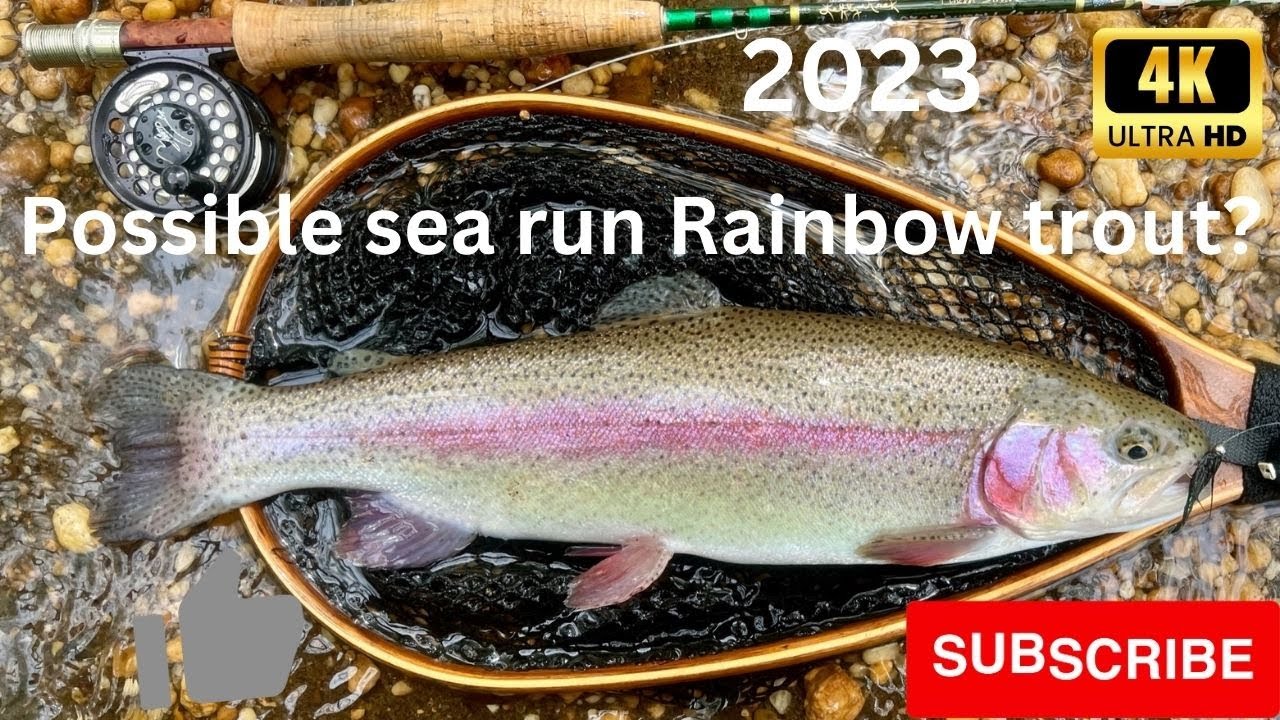 Potential Sea Run Rainbow Trout? - YouTube