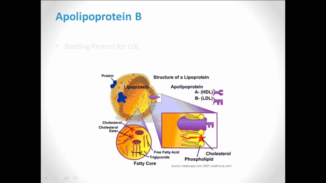 WellnessFX Biomarker Series: Apolipoprotein B - YouTube