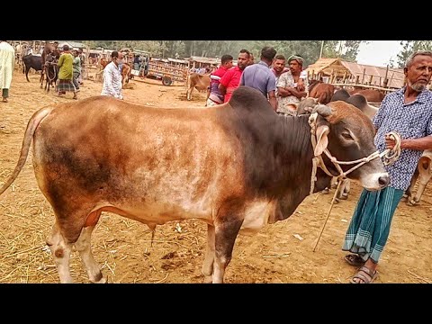 Hatsera sahiwal shar gorur dam || Spacial Sahiwal Bull Cow Price ...
