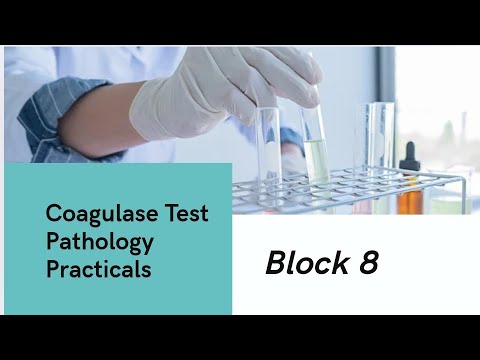 Coagulase Test • Pathology practicals• Block 08 - YouTube