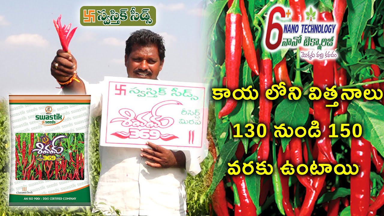 SHIVAM 369 | 1 (N-20) | DRY RED CHILLI | SWASTIK SEEDS | GUNTUR - YouTube