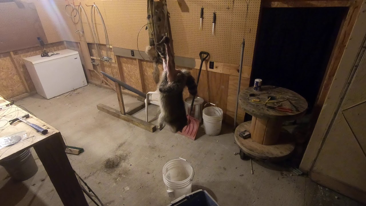skinning a coon If you didn't know how to?? - YouTube