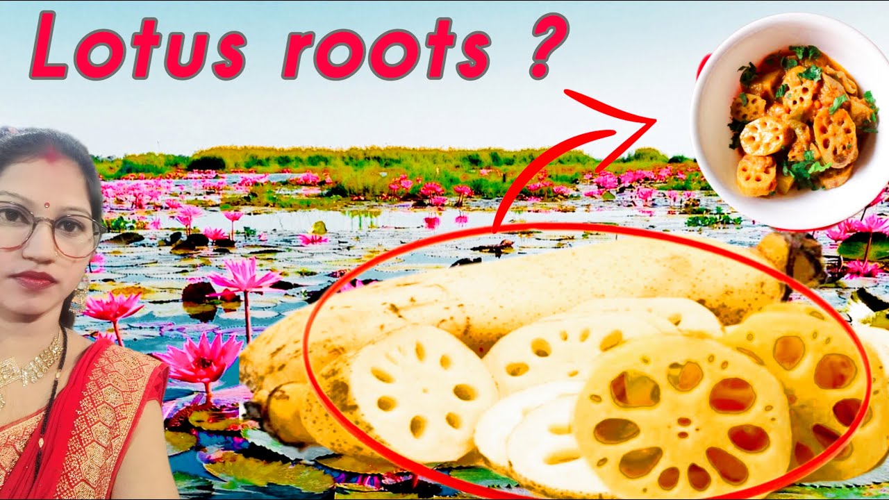 Jungali Lotus roots vegetable flower Kamal ki sabji #lotus #roots #food ...