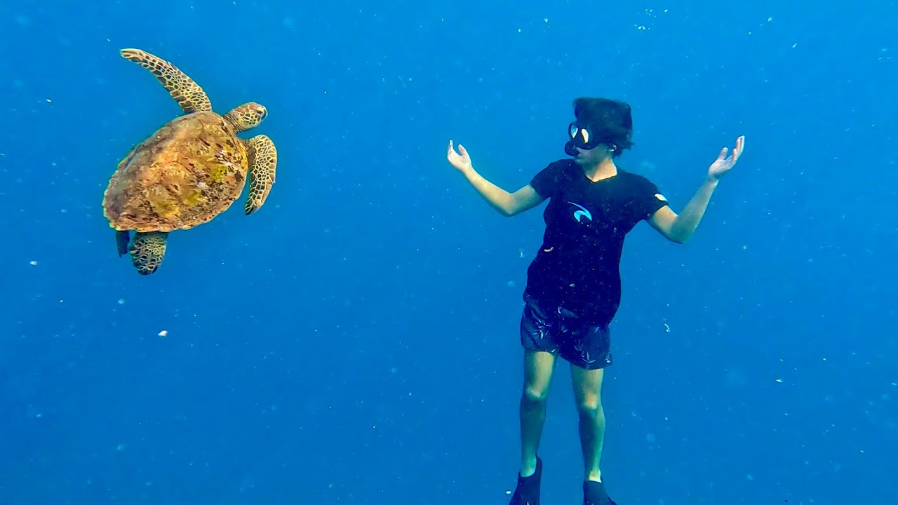 Free Diving Rarotonga Turtles, Caves & Fish everywhere! Rarotonga, Cook ...