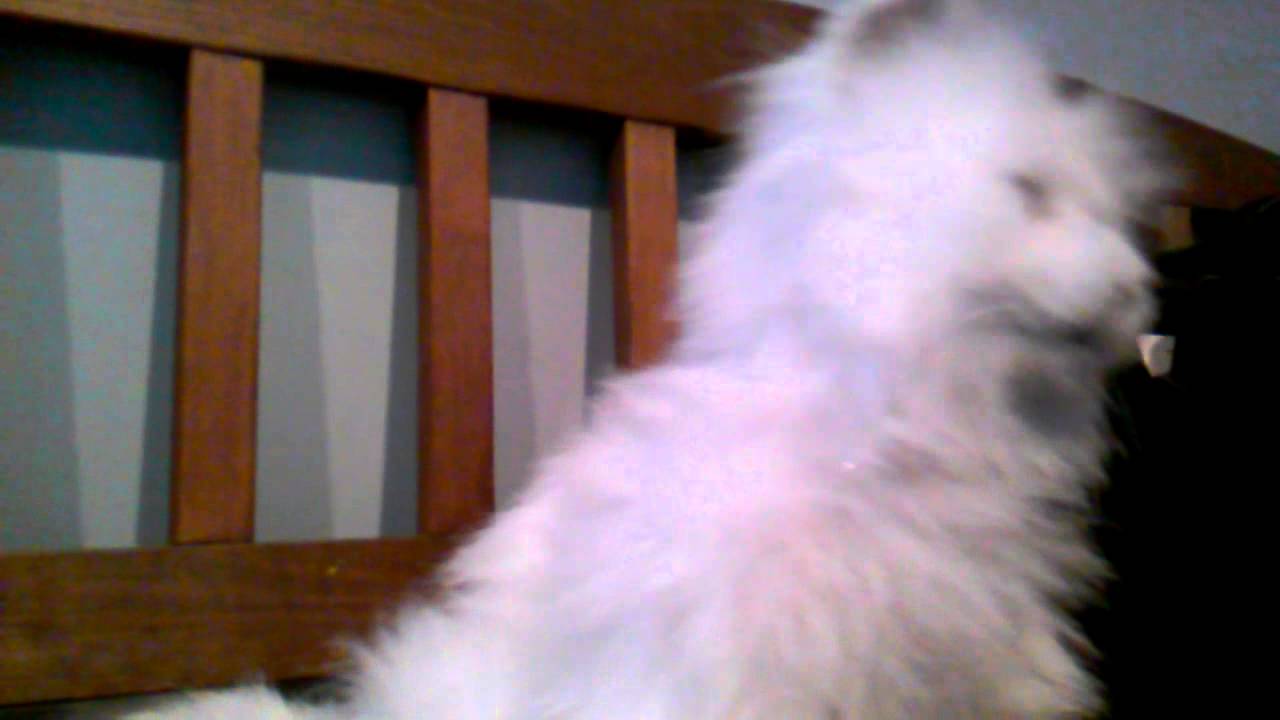 Cat gets rekt - YouTube