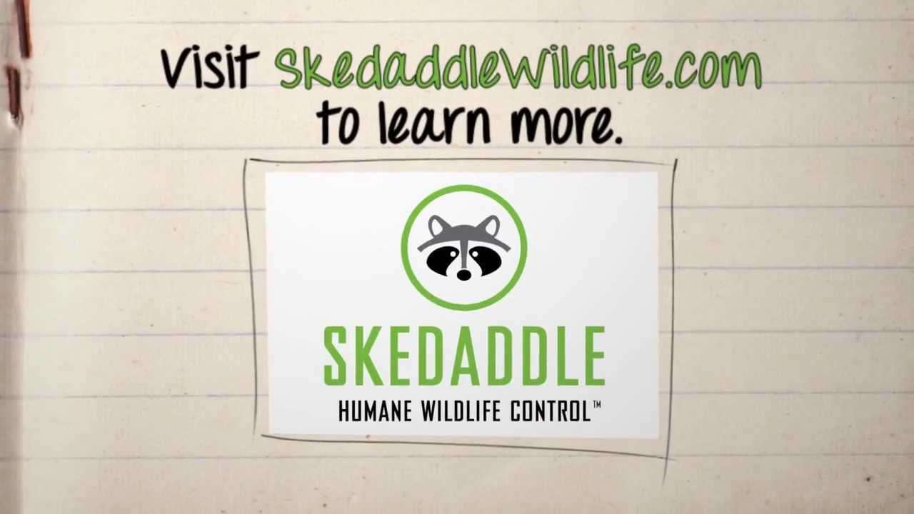 Skedaddle's Wildlife Exclusion Process Explained - YouTube