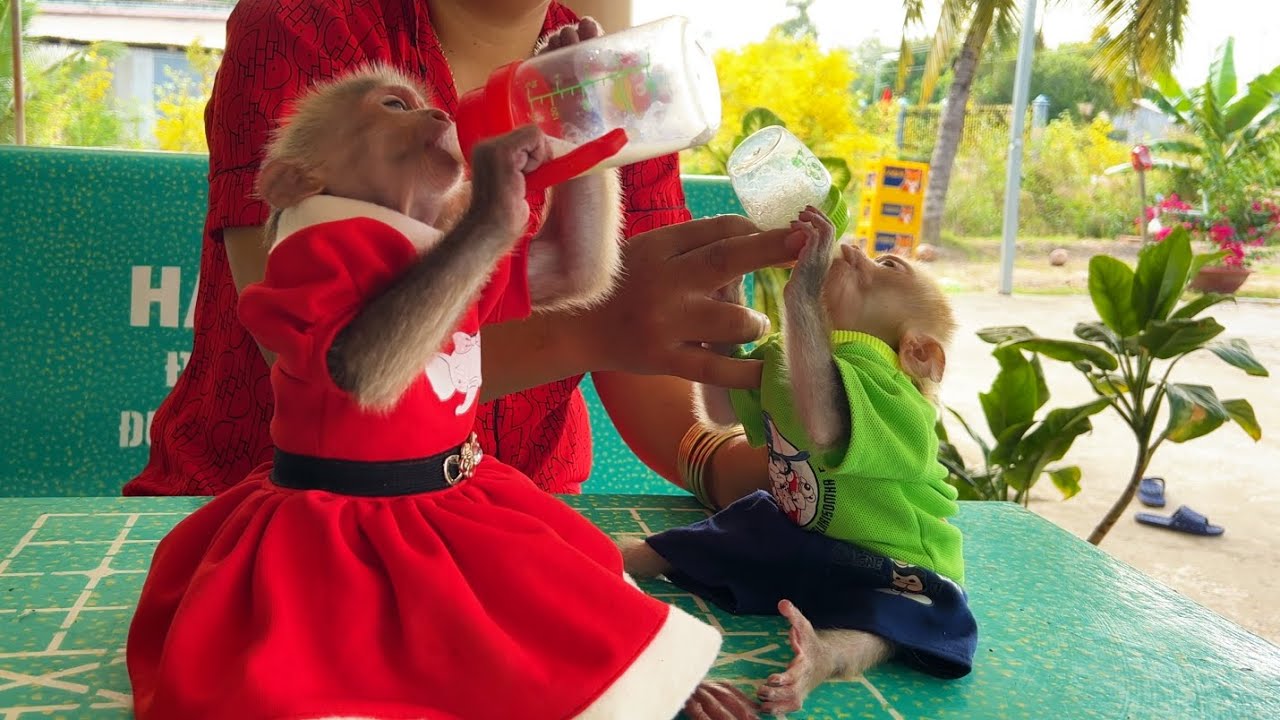 Baby monkeys BiBo and BiBi drink milk during Tet holidays - YouTube