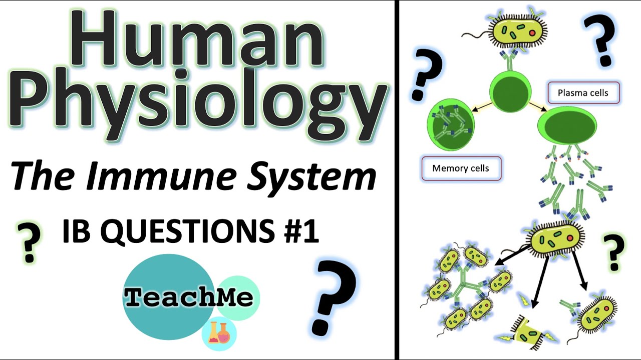 (6.3) - IB QUESTIONS #1 - Immune system - (IB Biology) - TeachMe - YouTube