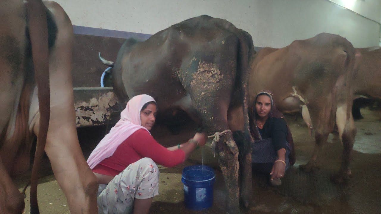 women cow milking by hand - YouTube