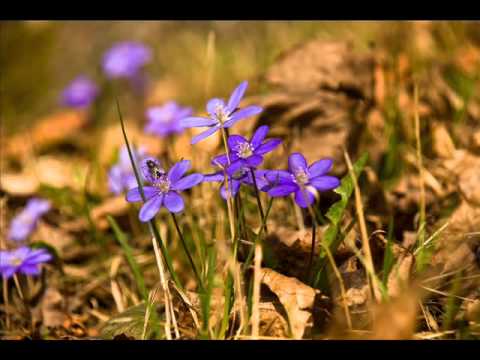 Nemuno vingis Zibuokles  www nemunovingis webs com