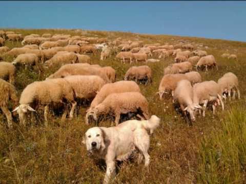 "Σκάρος"-"Κάτω στα δασιά τα πλατάνια" (ΣΓΟΥΡΟΣ & ΛΟΖΙΟΣ) - YouTube