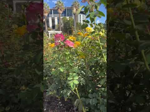 Rose Garden(California State Capitol) - YouTube