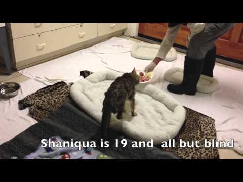 Daily Big Cat 2013 Mar 27