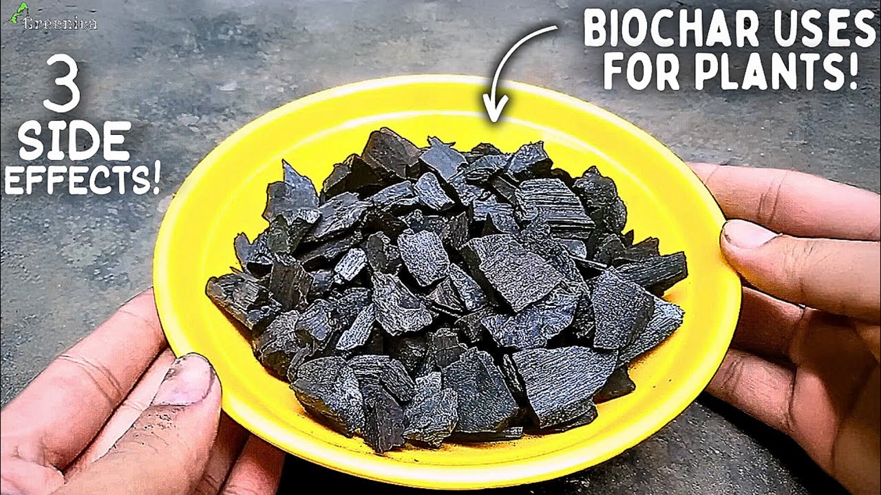 How To Use BioChar For Plants Correctly? (9 BENEFITS*) - YouTube