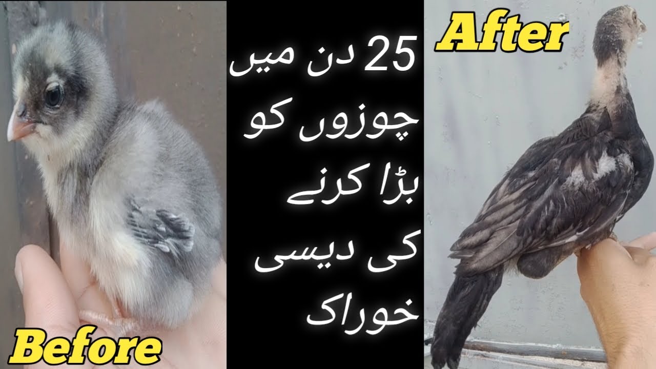 how to increase chicks weight faster | how tow increase chickens weight ...