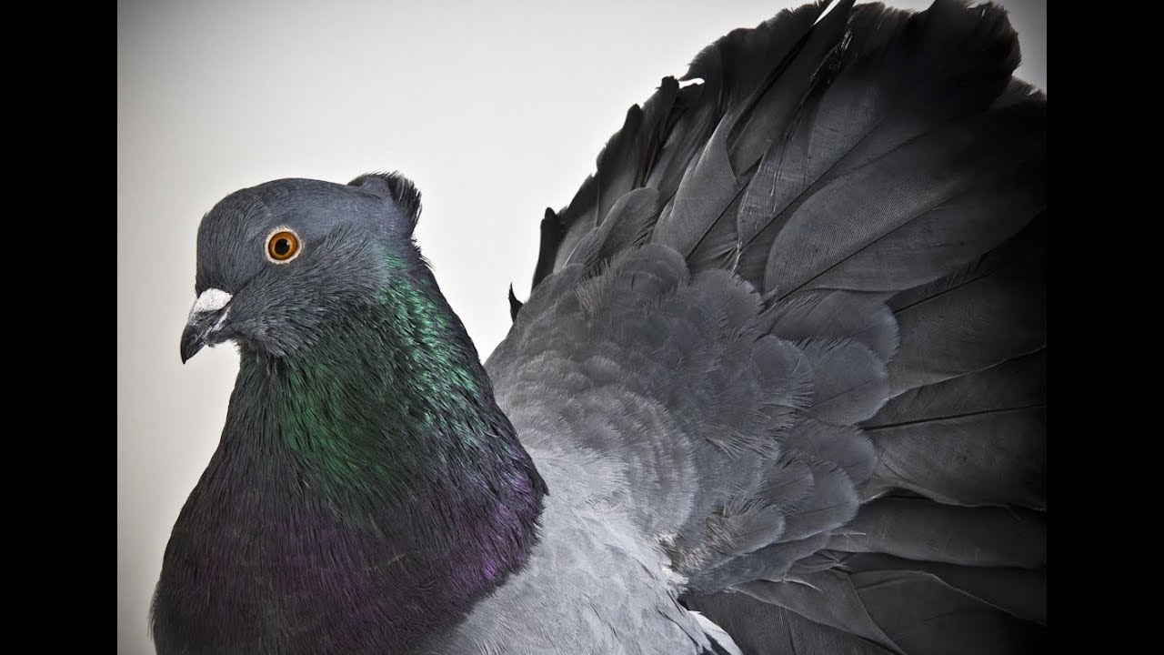 Beautiful Fantail Pigeon | Fantail Bird | Fancy Pigeons - YouTube