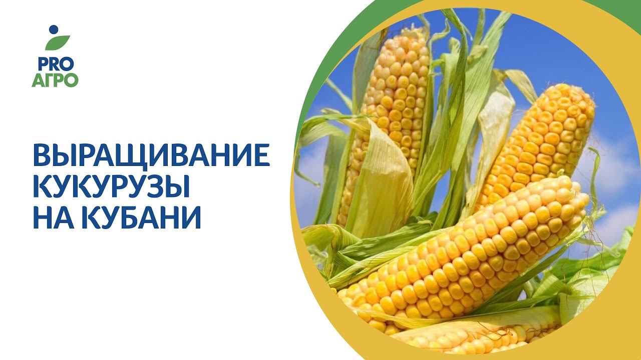 Технологии возделывания кукурузы в условиях Кубани - YouTube